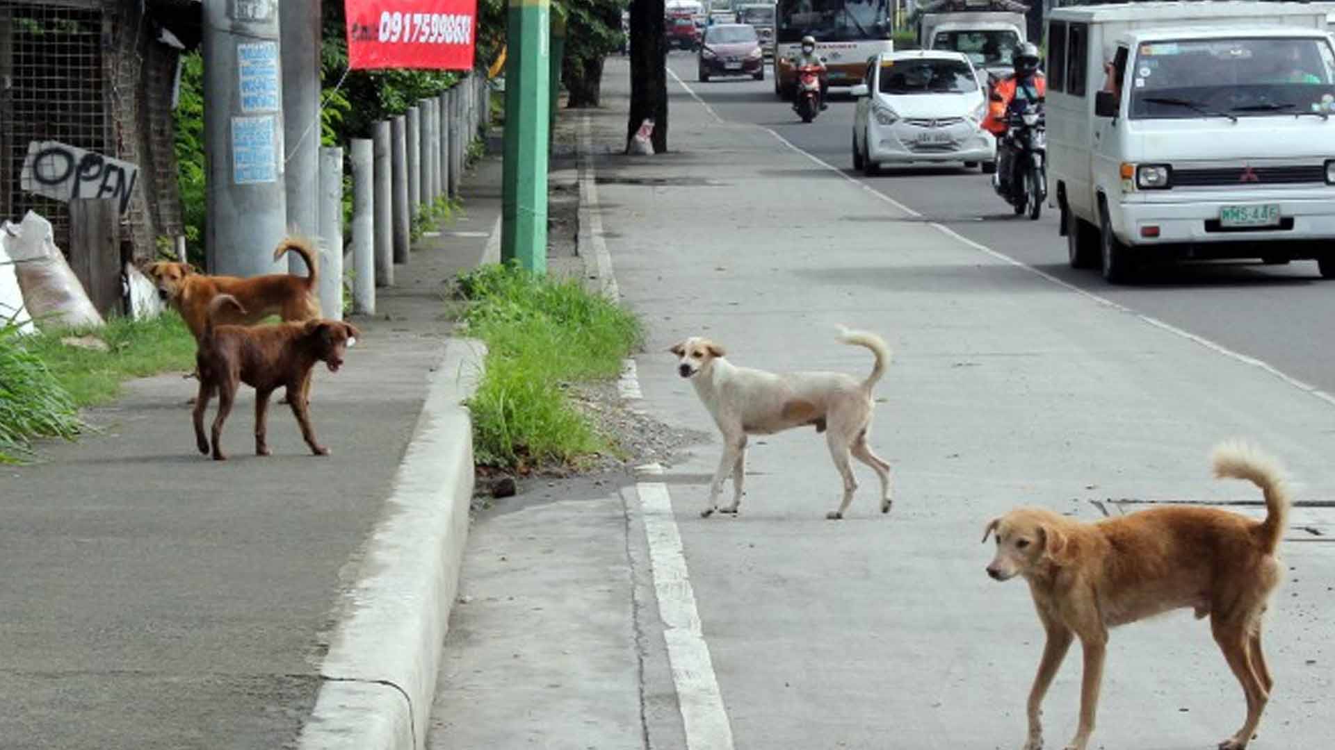 Bicol LGUs Urged To Step Up Anti-Rabies Drive - The Mindanao Life Bicol LGUs Urged To Step Up Anti-Rabies Drive - The Mindanao Life