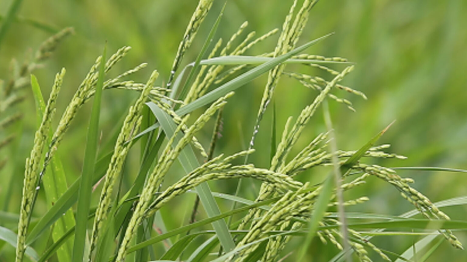 PH Hybrid Rice Milestones Impress Asia-Pacific Seed Producers - The ...