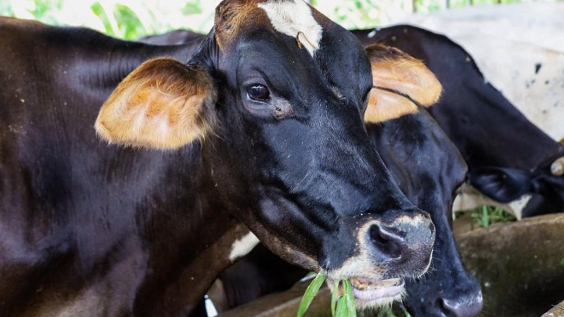 Philippine Milk Output Up 11.4 Percent In Second Quarter - The Mindanao ...